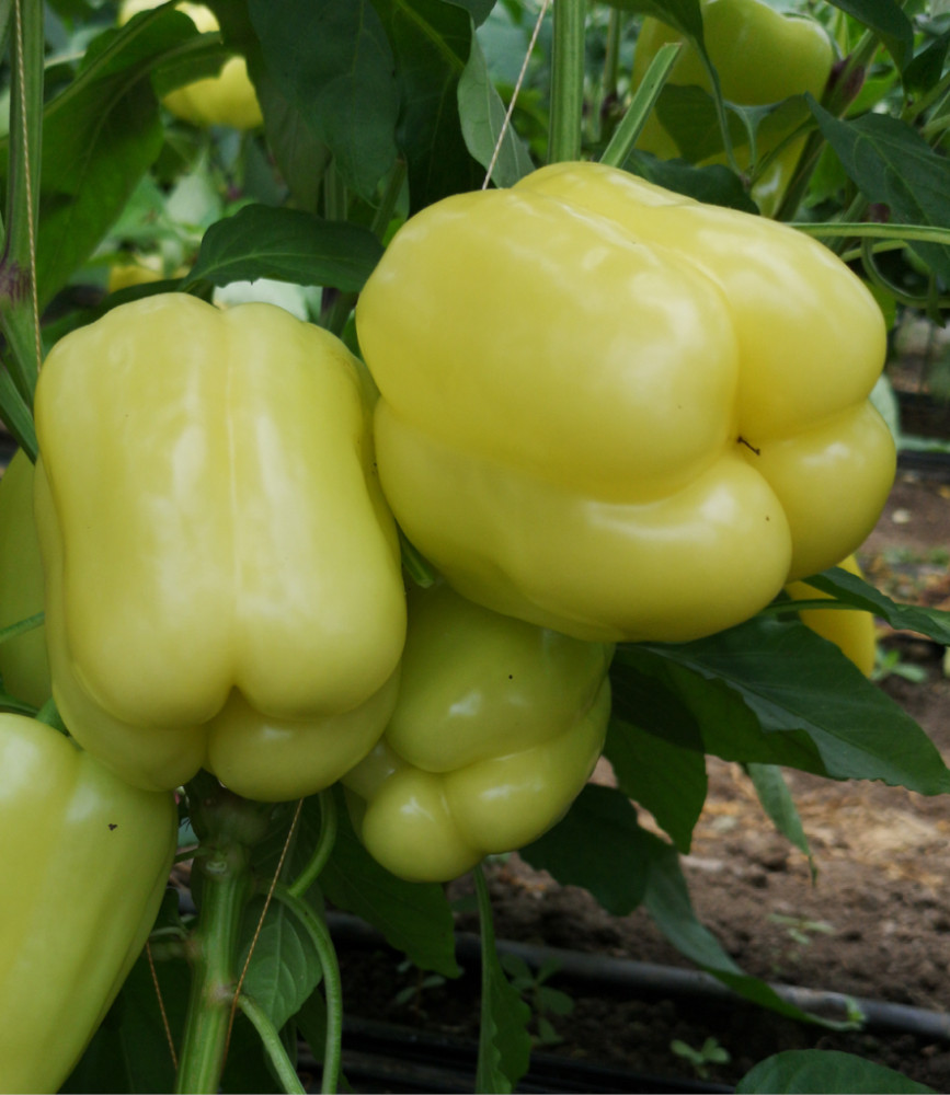 Paprika Silverado 100 szem Capsico - Webgazdabolt