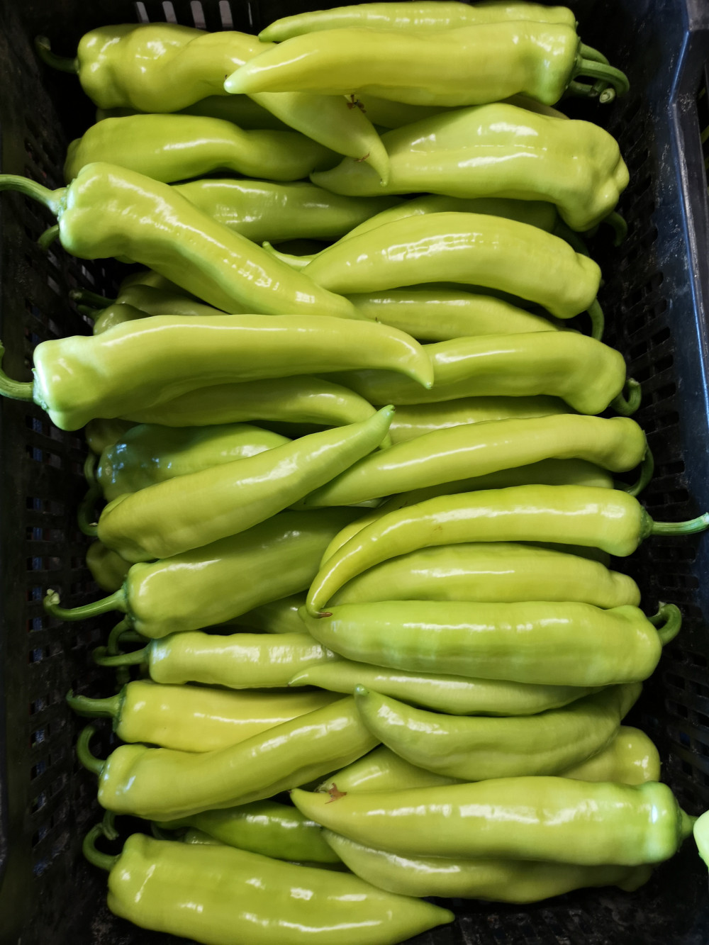 Paprika Venom 100 szem Capsico - Webgazdabolt