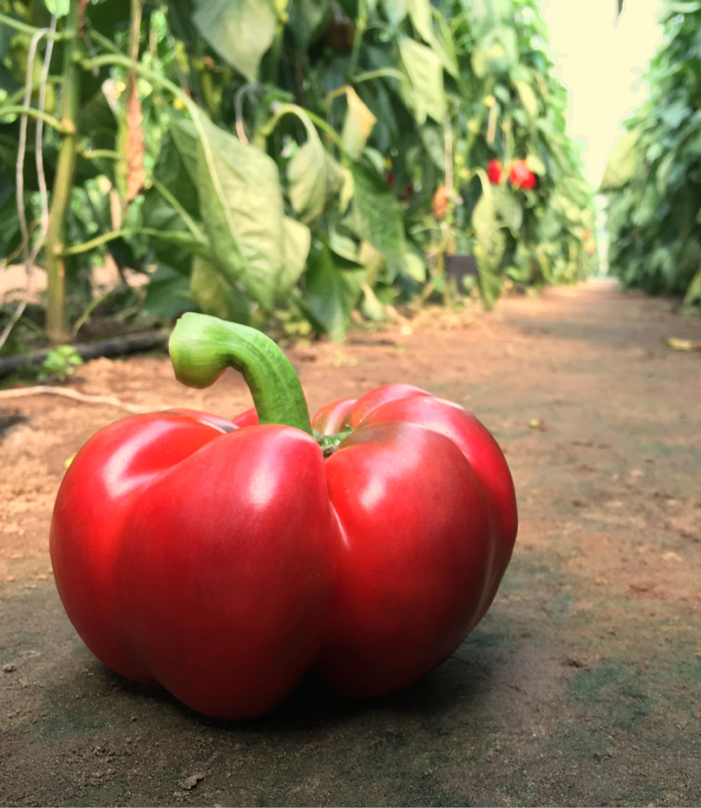 Paprika Bronco 100 szem Capsico - Webgazdabolt