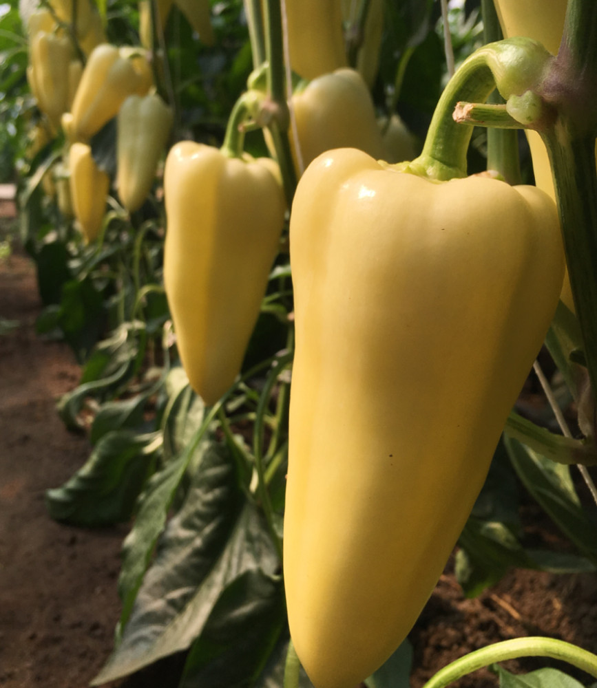Paprika Trinity 100 szem Capsico - Webgazdabolt