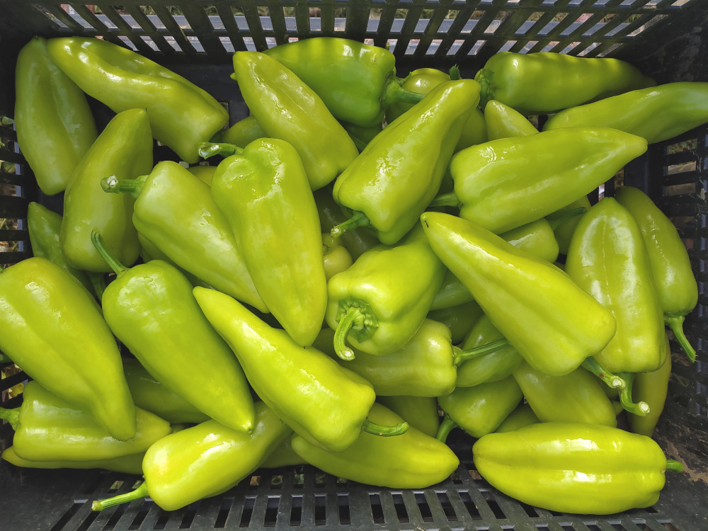 Paprika Dinamo 100 szem Capsico - Webgazdabolt