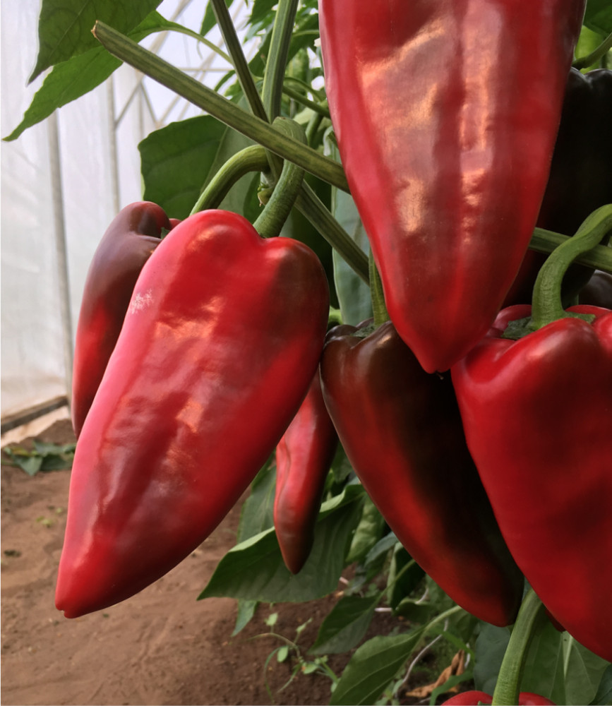 Paprika Cahuna 100 szem Capsico - Webgazdabolt
