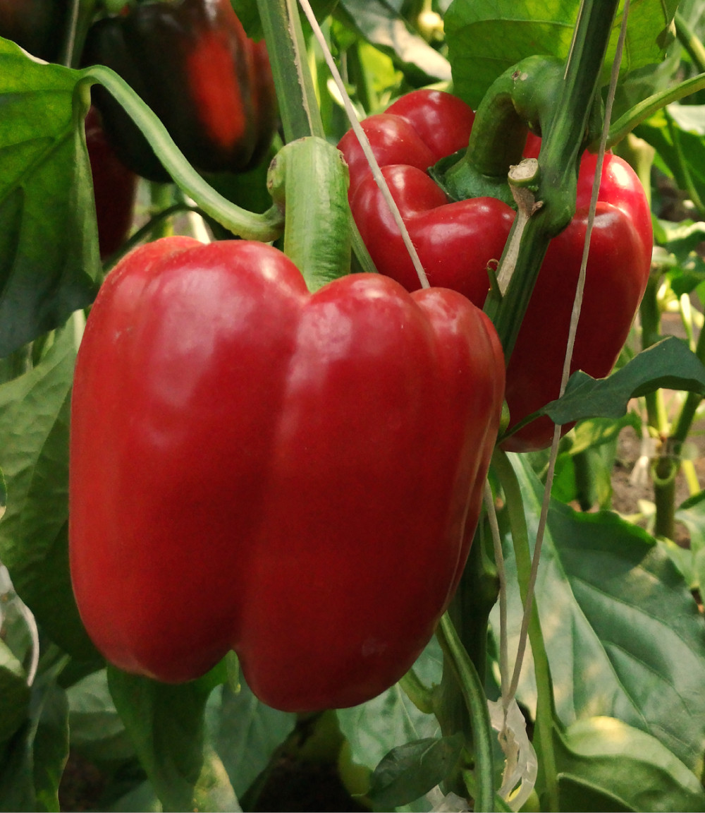 Paprika Armand 100 szem Capsico - Webgazdabolt