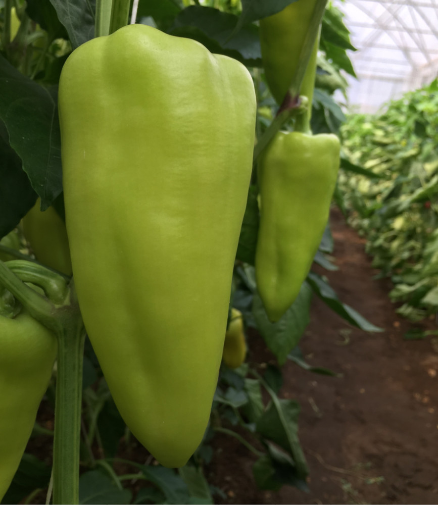 Paprika Octavia 100 szem Capsico OKTÓBERTŐL ELÉRHETŐ - Webga