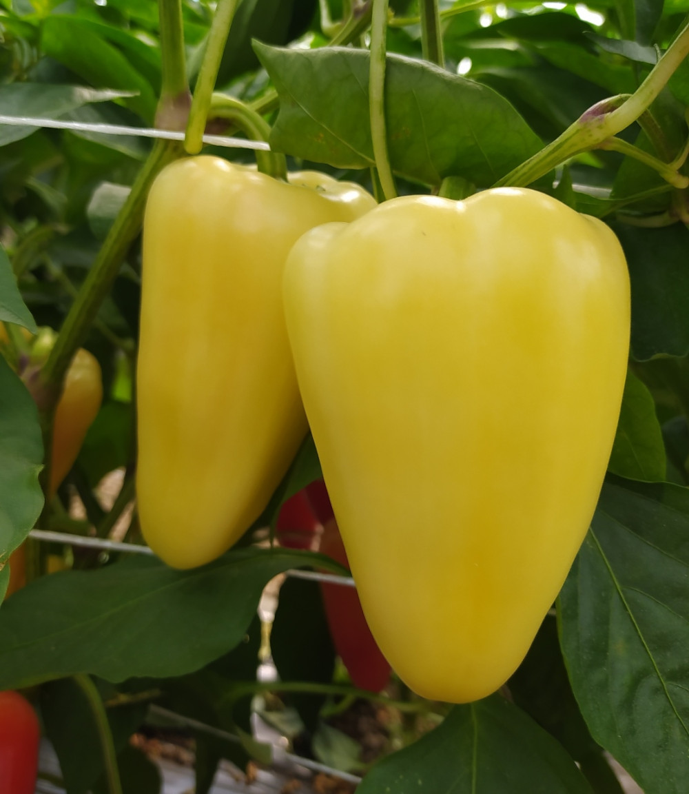 Paprika Borka 100 szem Capsico - Webgazdabolt